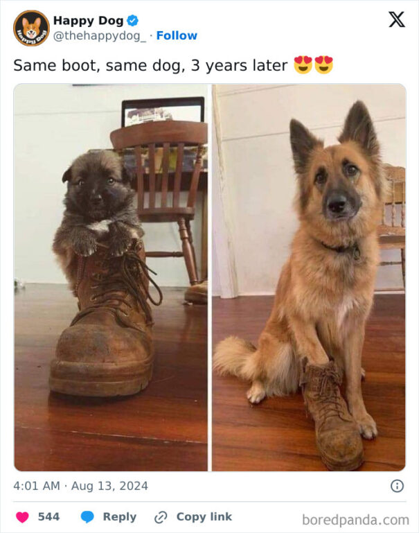 35 Adorable Dog Posts That Will Make You Love Pups Even More | DeMilked