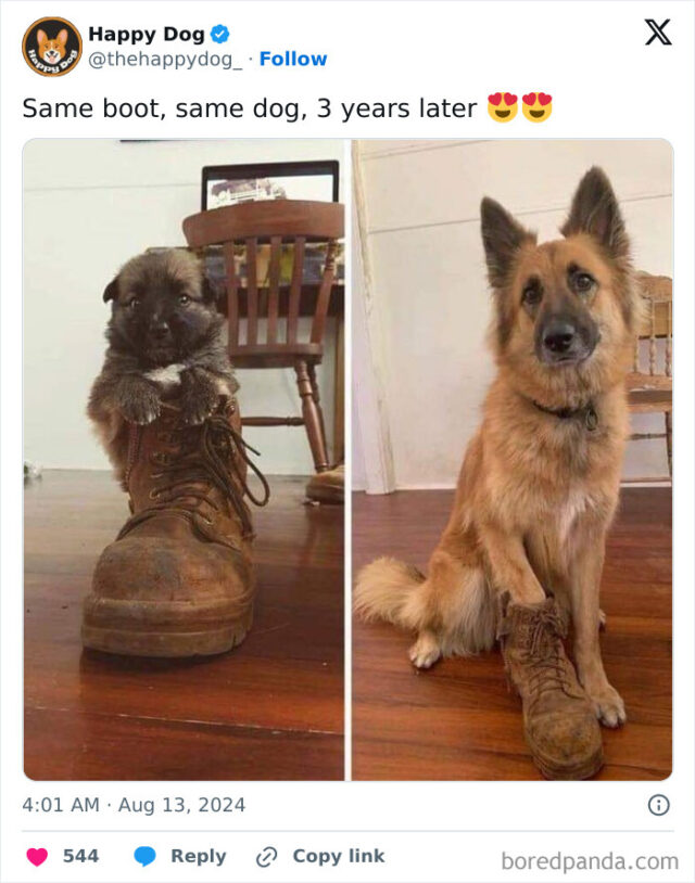 35 Adorable Dog Posts That Will Make You Love Pups Even More | DeMilked