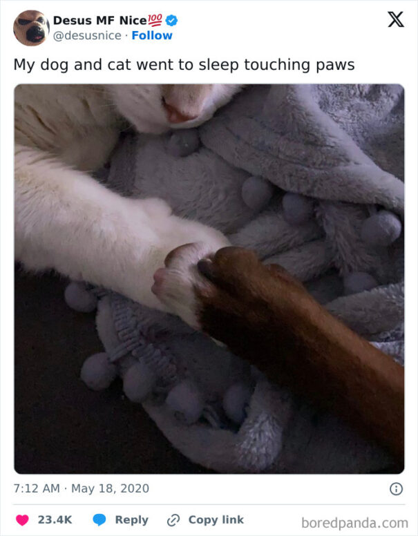 35 Adorable Dog Posts That Will Make You Love Pups Even More | DeMilked