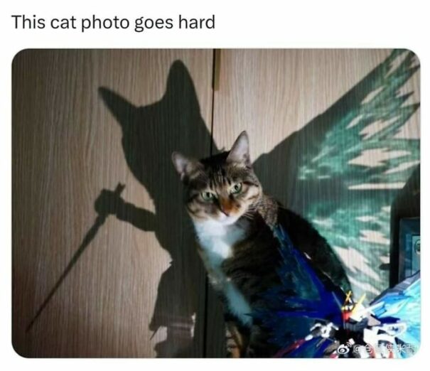 40 Funny Memes Of Cats Being Jerks | DeMilked