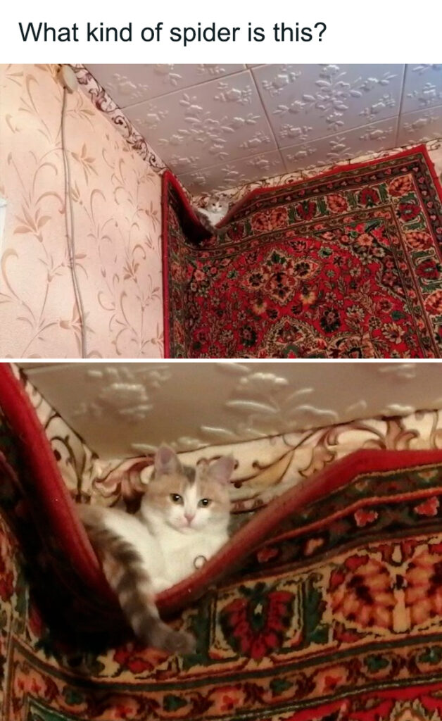 40 Funny Memes Of Cats Being Jerks | DeMilked