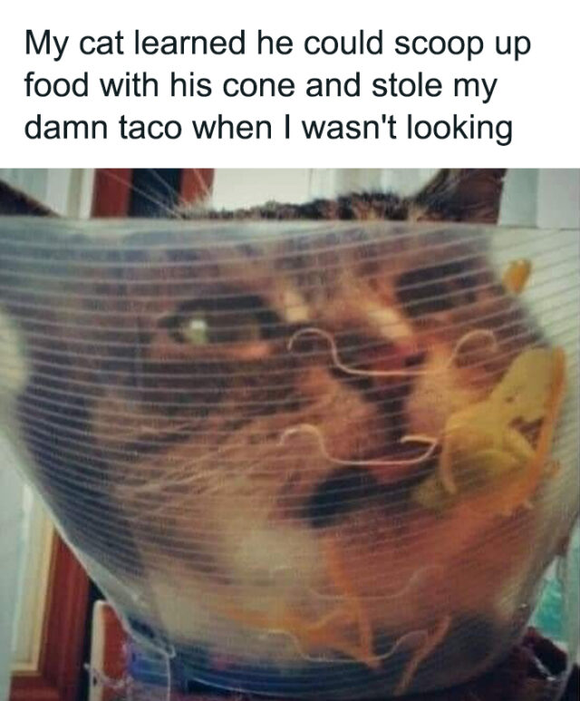 40 Funny Memes Of Cats Being Jerks | DeMilked