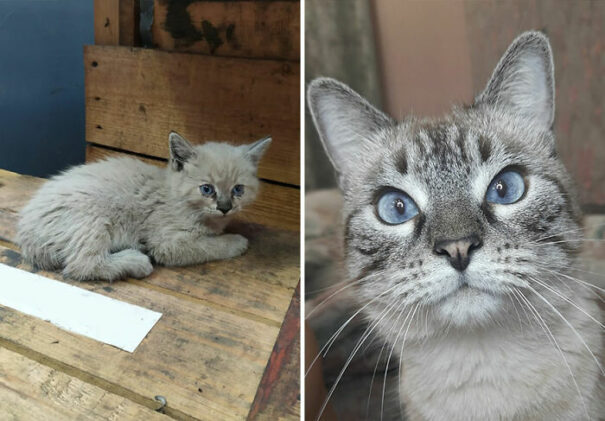 30 Cute Pics Of Kittens Transforming Into Adult Cats, As Shared On This ...