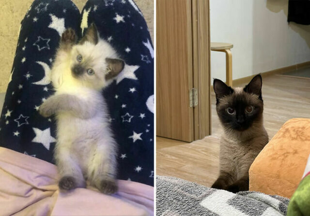 30 Cute Pics Of Kittens Transforming Into Adult Cats, As Shared On This ...