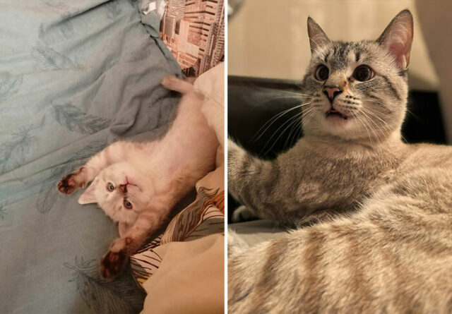 30 Cute Pics Of Kittens Transforming Into Adult Cats, As Shared On This ...