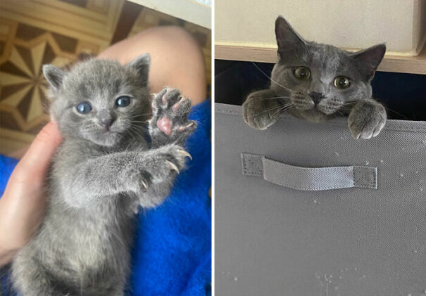 30 Cute Pics Of Kittens Transforming Into Adult Cats, As Shared On This ...