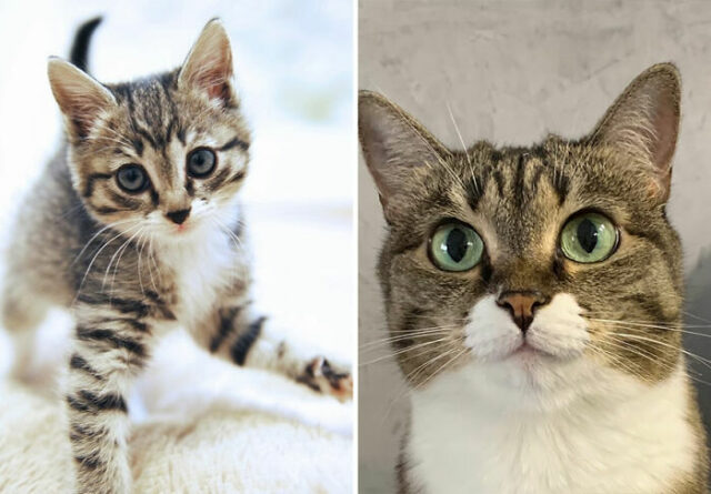 30 Cute Pics Of Kittens Transforming Into Adult Cats, As Shared On This ...