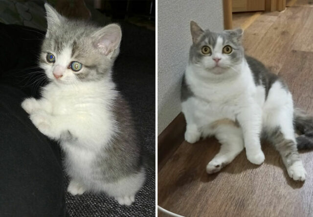 30 Cute Pics Of Kittens Transforming Into Adult Cats, As Shared On This ...