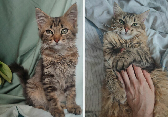 30 Cute Pics Of Kittens Transforming Into Adult Cats, As Shared On This ...
