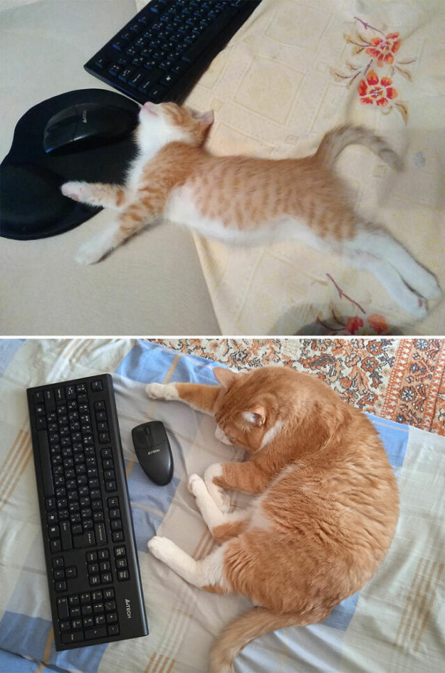 30 Cute Pics Of Kittens Transforming Into Adult Cats, As Shared On This ...
