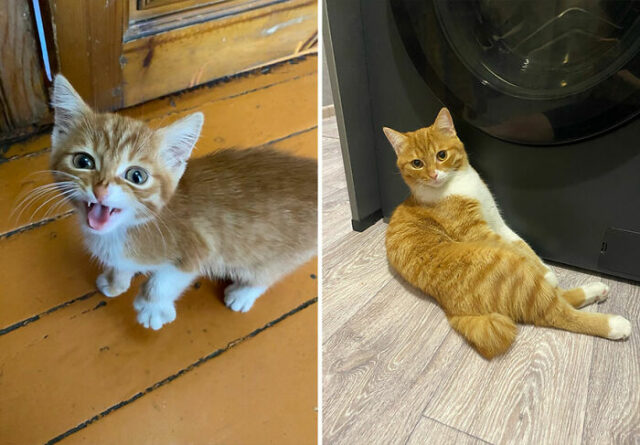 30 Cute Pics Of Kittens Transforming Into Adult Cats, As Shared On This ...