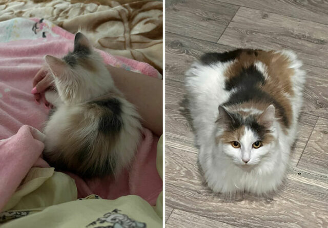 30 Cute Pics Of Kittens Transforming Into Adult Cats, As Shared On This ...