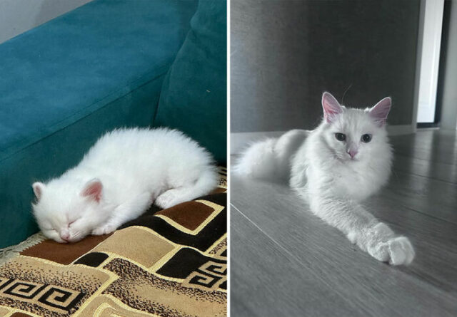 30 Cute Pics Of Kittens Transforming Into Adult Cats, As Shared On This ...