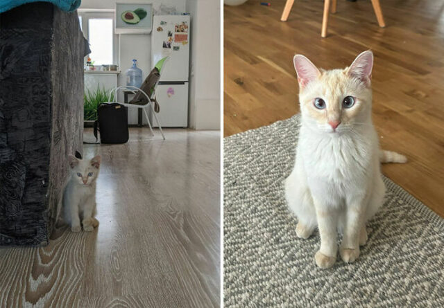 30 Cute Pics Of Kittens Transforming Into Adult Cats, As Shared On This ...
