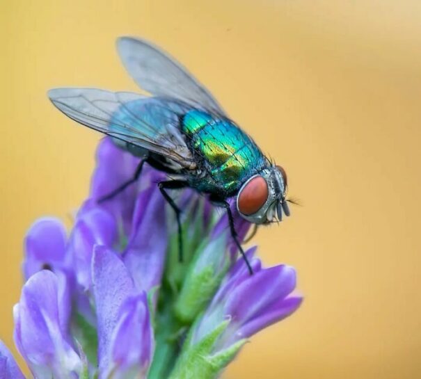 Photographer Takes Extreme Macro Photos To Show How Mesmerising Nature ...