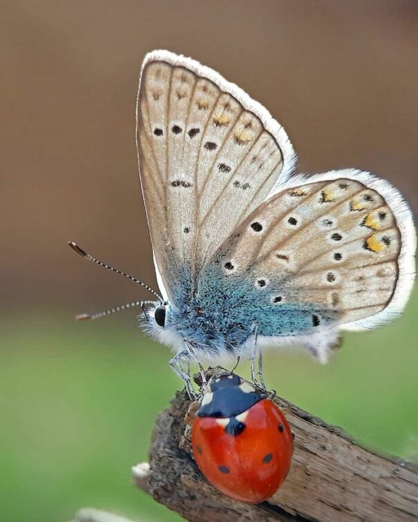 Photographer Takes Extreme Macro Photos To Show How Mesmerising Nature ...