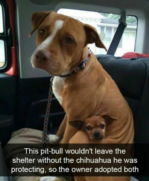 40 Adorable Dog Memes To Melt All Dog-Lovers’ Hearts | DeMilked