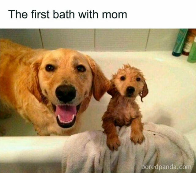 40 Adorable Dog Memes To Melt All Dog-Lovers’ Hearts | DeMilked