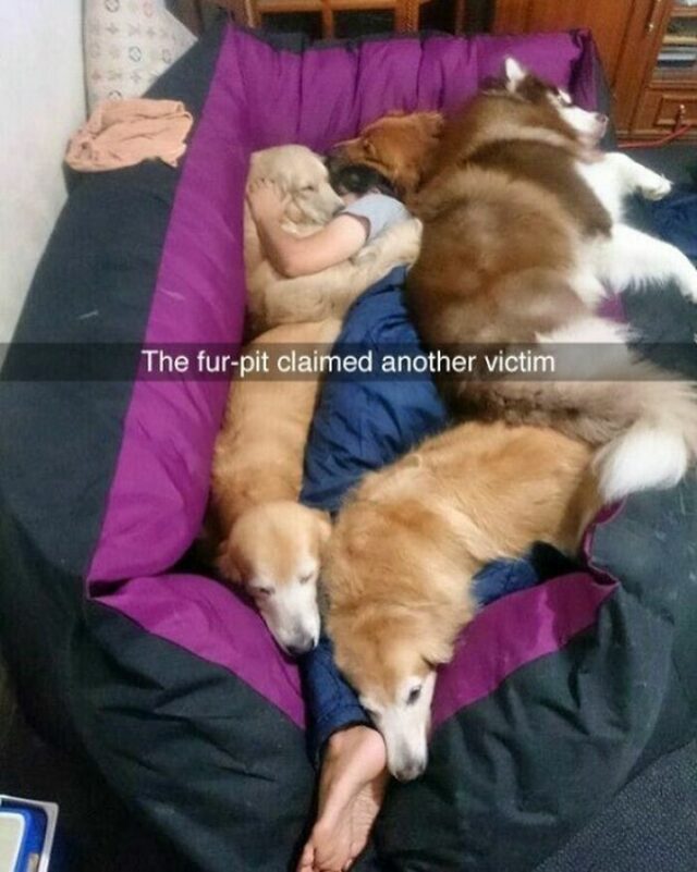 40 Adorable Dog Memes To Melt All Dog-Lovers’ Hearts | DeMilked