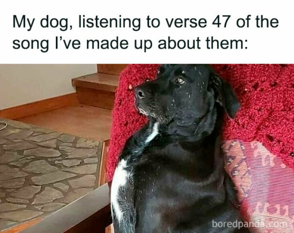 40 Adorable Dog Memes To Melt All Dog-Lovers’ Hearts | DeMilked