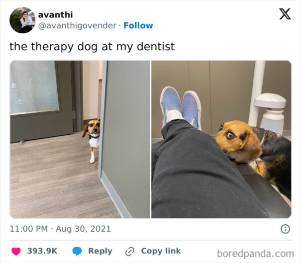 40 Adorable Dog Memes To Melt All Dog-Lovers’ Hearts | DeMilked