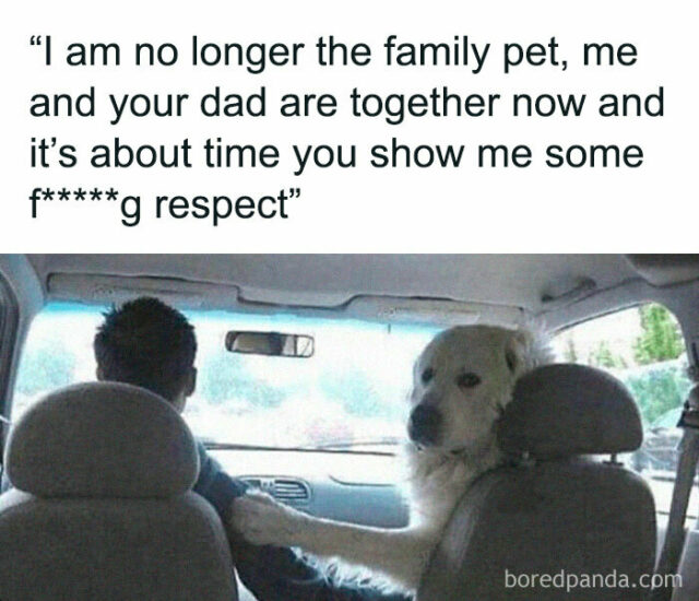 40 Adorable Dog Memes To Melt All Dog-Lovers’ Hearts | DeMilked