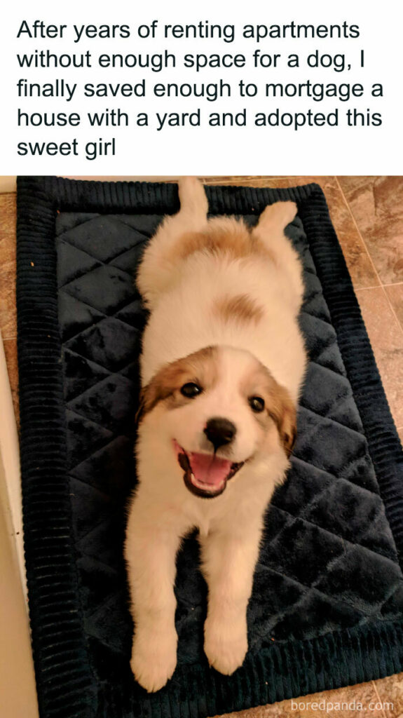 40 Adorable Dog Memes To Melt All Dog-Lovers’ Hearts | DeMilked