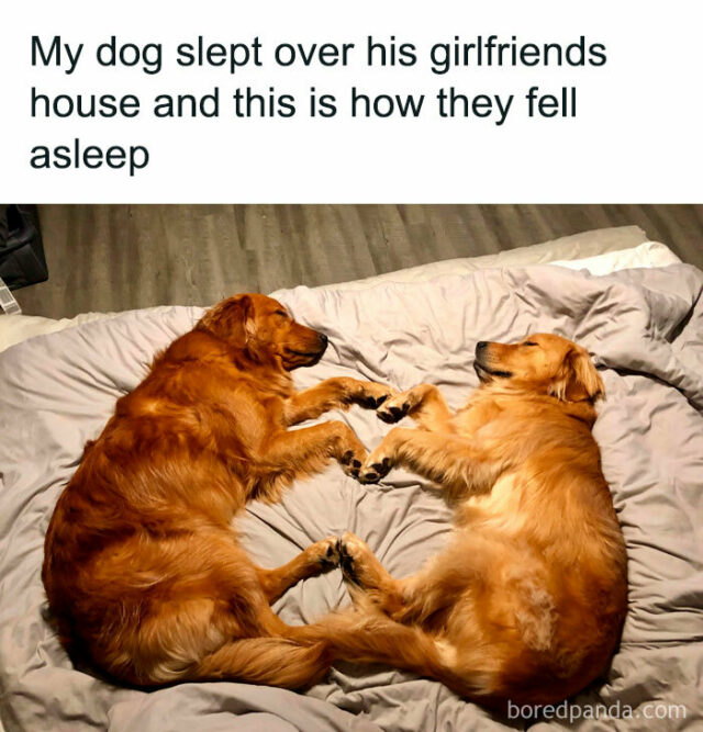 40 Adorable Dog Memes To Melt All Dog-Lovers’ Hearts | DeMilked