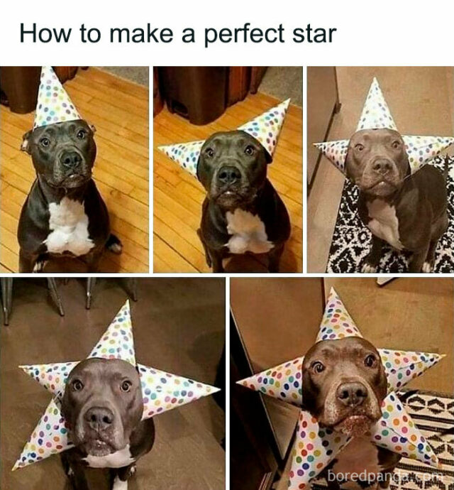 40 Adorable Dog Memes To Melt All Dog-Lovers’ Hearts | DeMilked