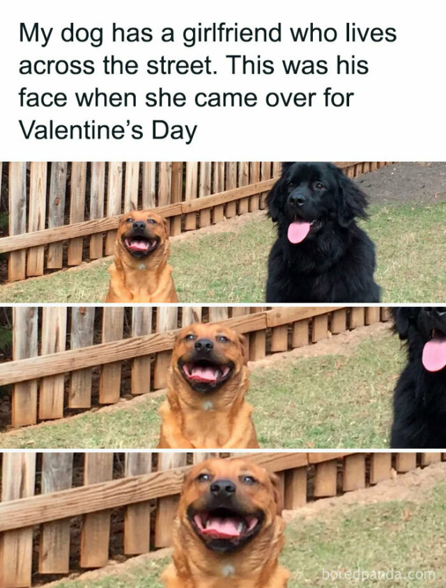 40 Adorable Dog Memes To Melt All Dog-Lovers’ Hearts | DeMilked