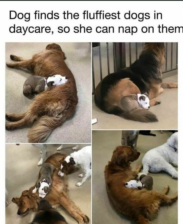 40 Adorable Dog Memes To Melt All Dog-Lovers’ Hearts | DeMilked