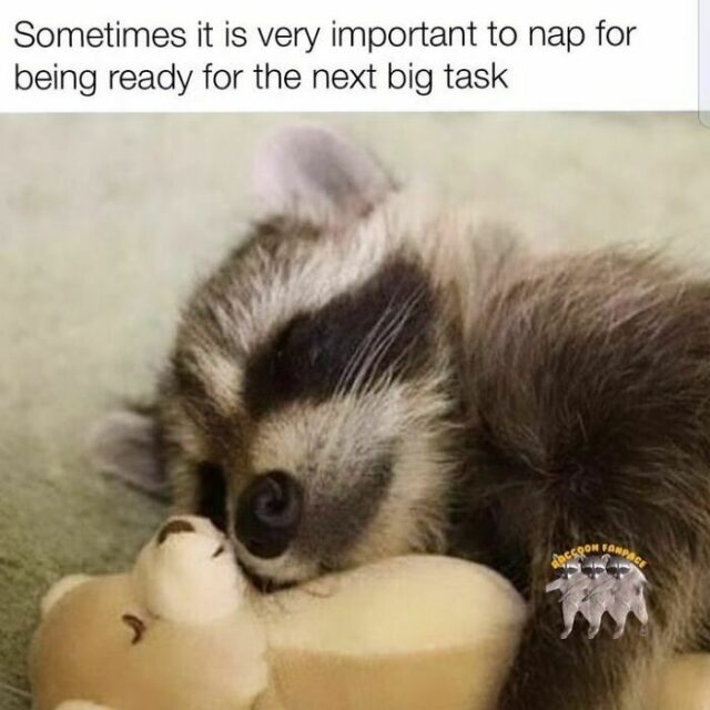 25 Dark Humour Raccoon Memes That The Internet Is Obsessed With | DeMilked