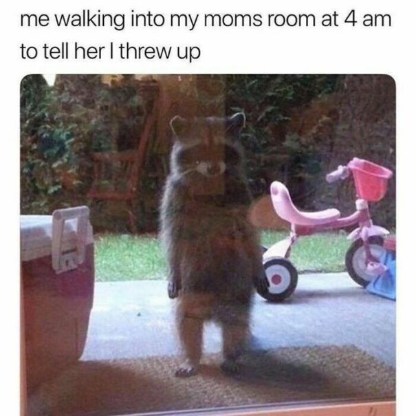 25 Dark Humour Raccoon Memes That The Internet Is Obsessed With | DeMilked