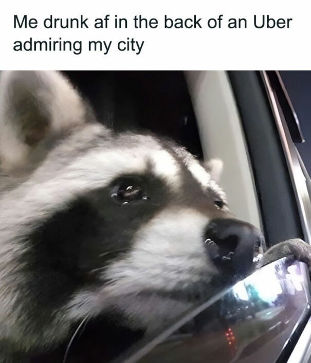 25 Dark Humour Raccoon Memes That The Internet Is Obsessed With | DeMilked