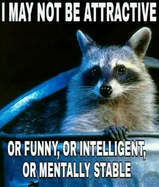 25 Dark Humour Raccoon Memes That The Internet Is Obsessed With | DeMilked