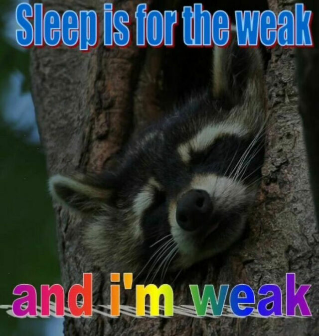 25 Dark Humour Raccoon Memes That The Internet Is Obsessed With | DeMilked