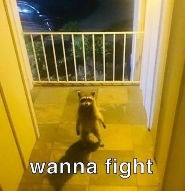 25 Dark Humour Raccoon Memes That The Internet Is Obsessed With | DeMilked