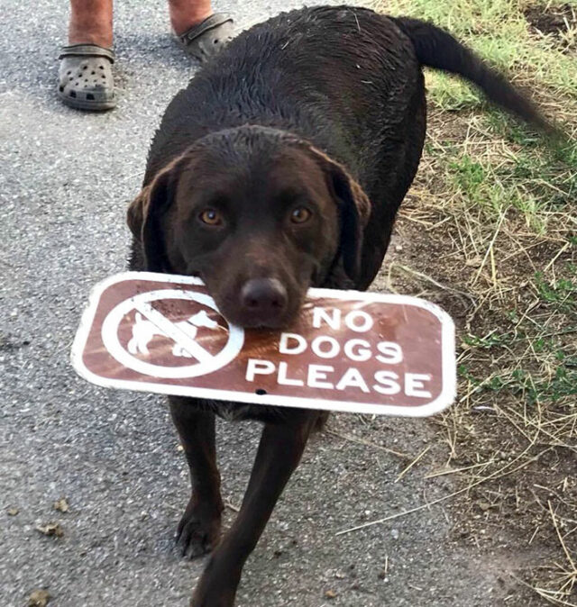 40 Ironic Photos That Seem To Prove The Universe Has A Sense Of Humour ...