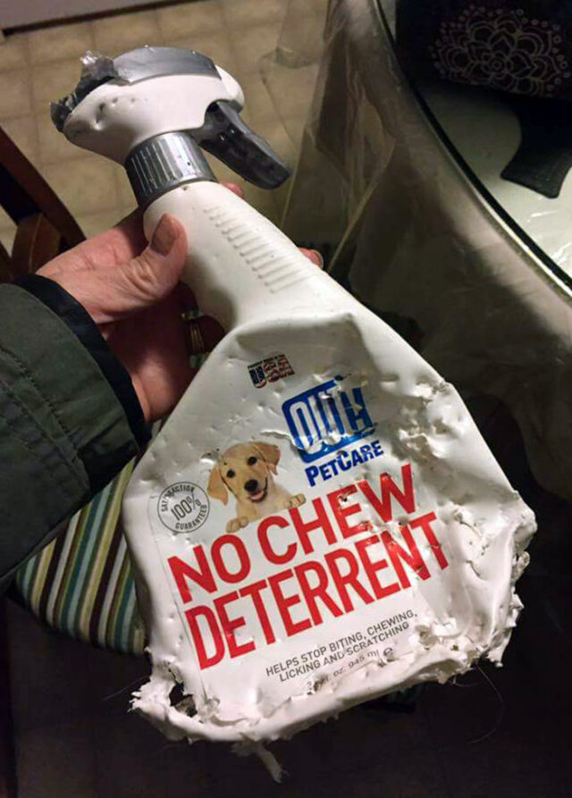 40 Ironic Photos That Seem To Prove The Universe Has A Sense Of Humour ...