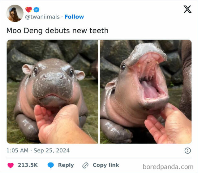 30 Sweet Tweets To Brighten Your Mood When Everything Feels ...