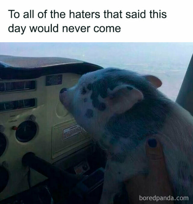 “More Memes Dammit”: 40 Funny Memes To Fight Boredom With | DeMilked