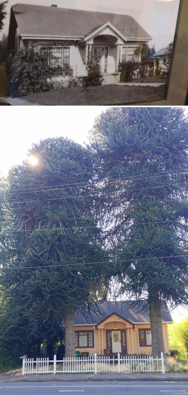25 Photos Of Trees On An Incredible Growth Journey | DeMilked