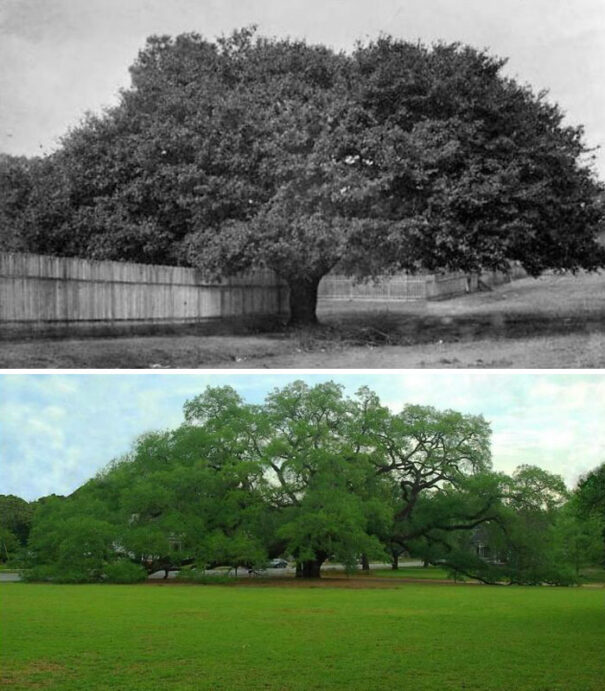 25 Photos Of Trees On An Incredible Growth Journey | DeMilked