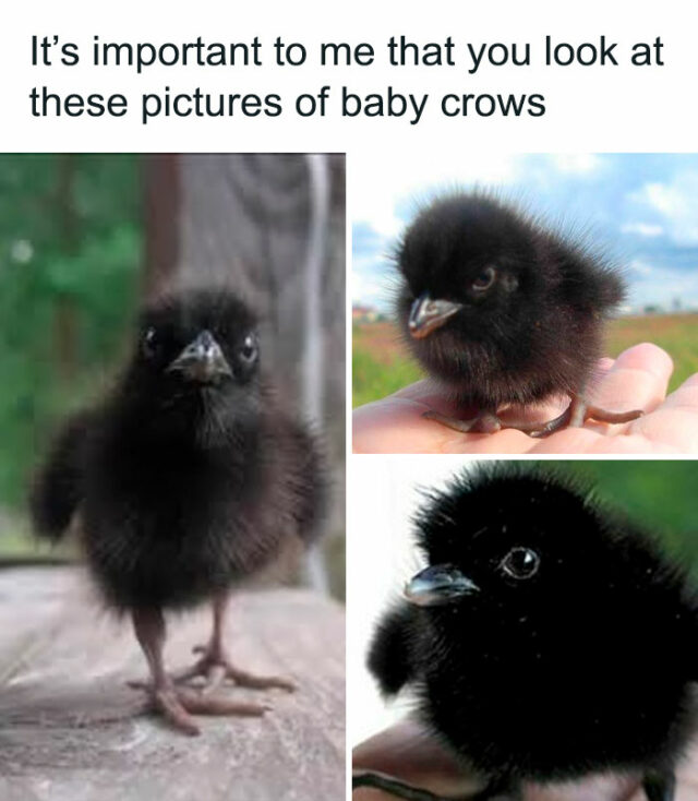 25 Haunting Halloween Pics And Memes That Capture The Season’s Chills ...