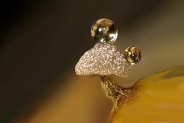 25 Images That Won At The 2024 Nikon Small World Competition | DeMilked