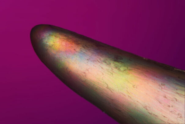 25 Images That Won At The 2024 Nikon Small World Competition | DeMilked