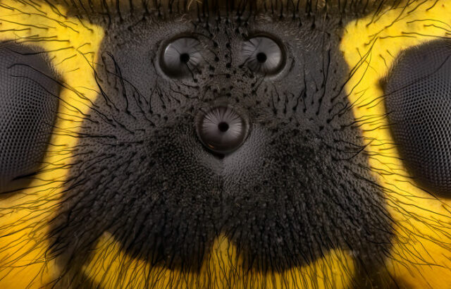 25 Images That Won At The 2024 Nikon Small World Competition | DeMilked