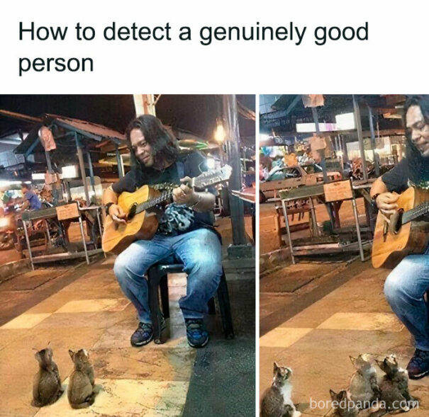 40 Awkward Photos Of Animals That Were Begging To Be Made Into A Meme ...