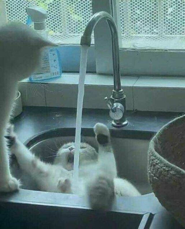 40 Funny Pics That Don’t Require Any Context | DeMilked