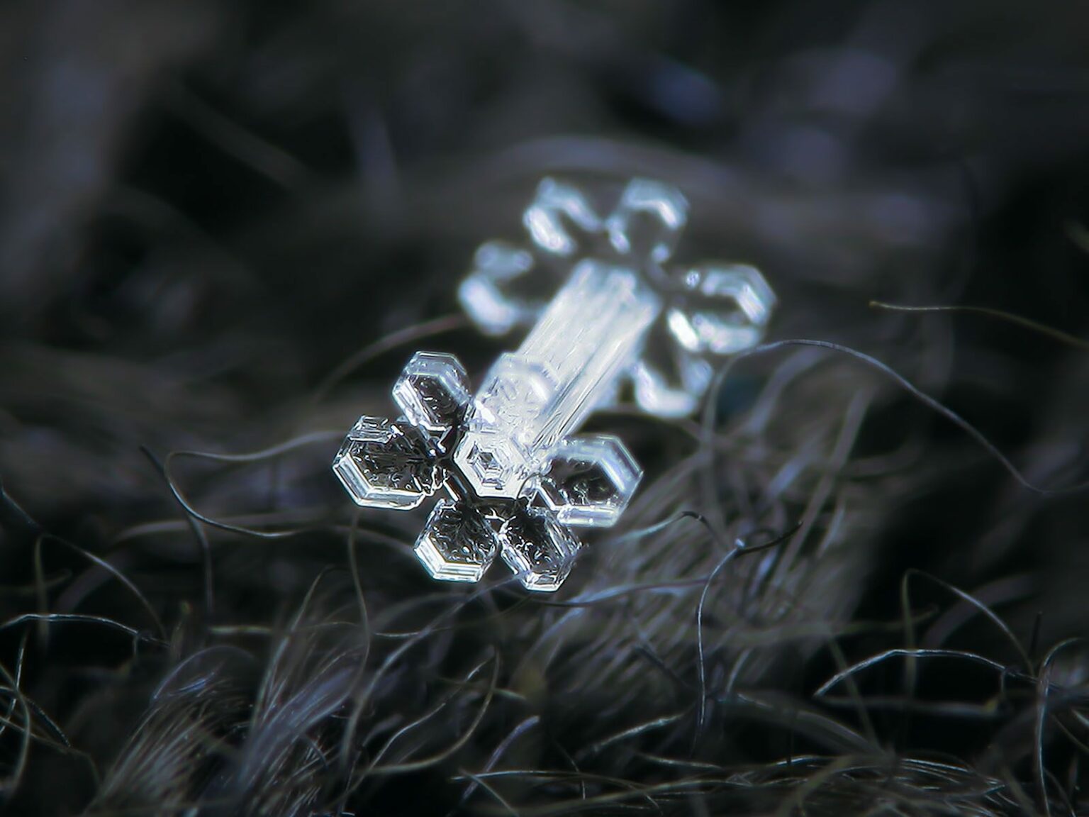 12 Macro Photographs By Alexey Kljatov Capturing The Delicate Intricacy ...